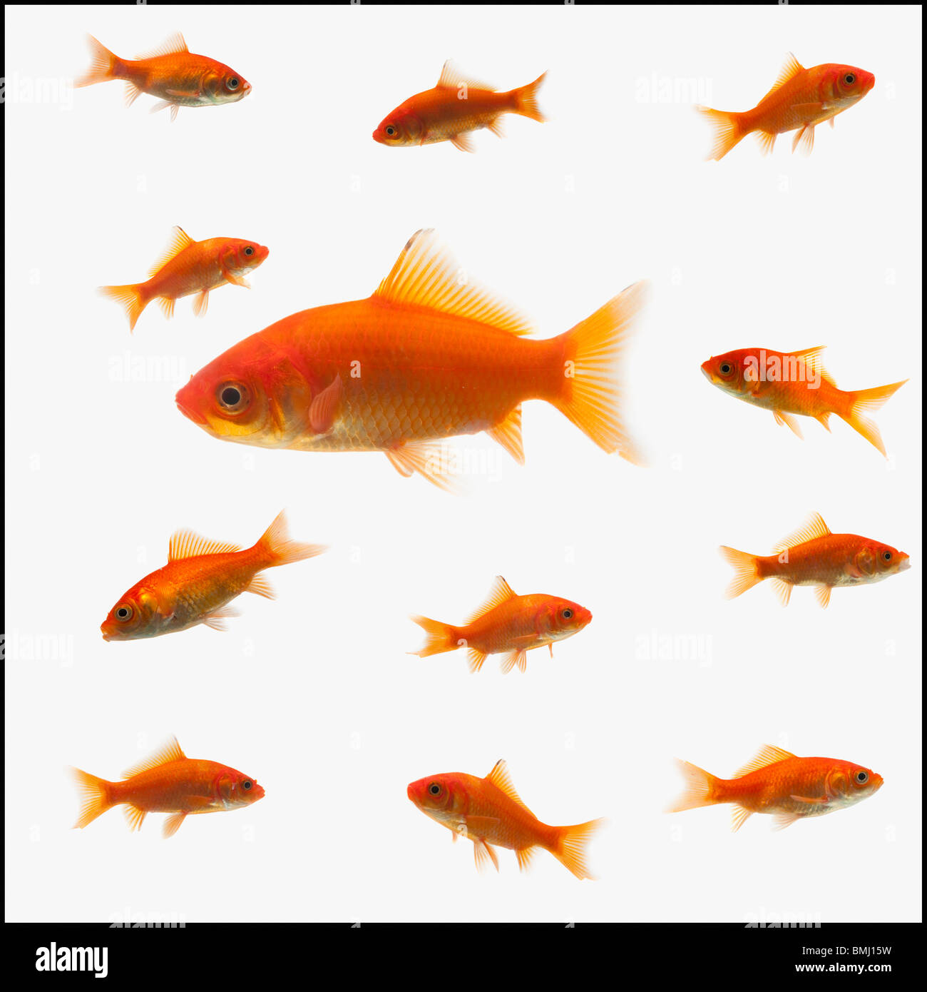 Goldfishes in pond hi-res stock photography and images - Alamy