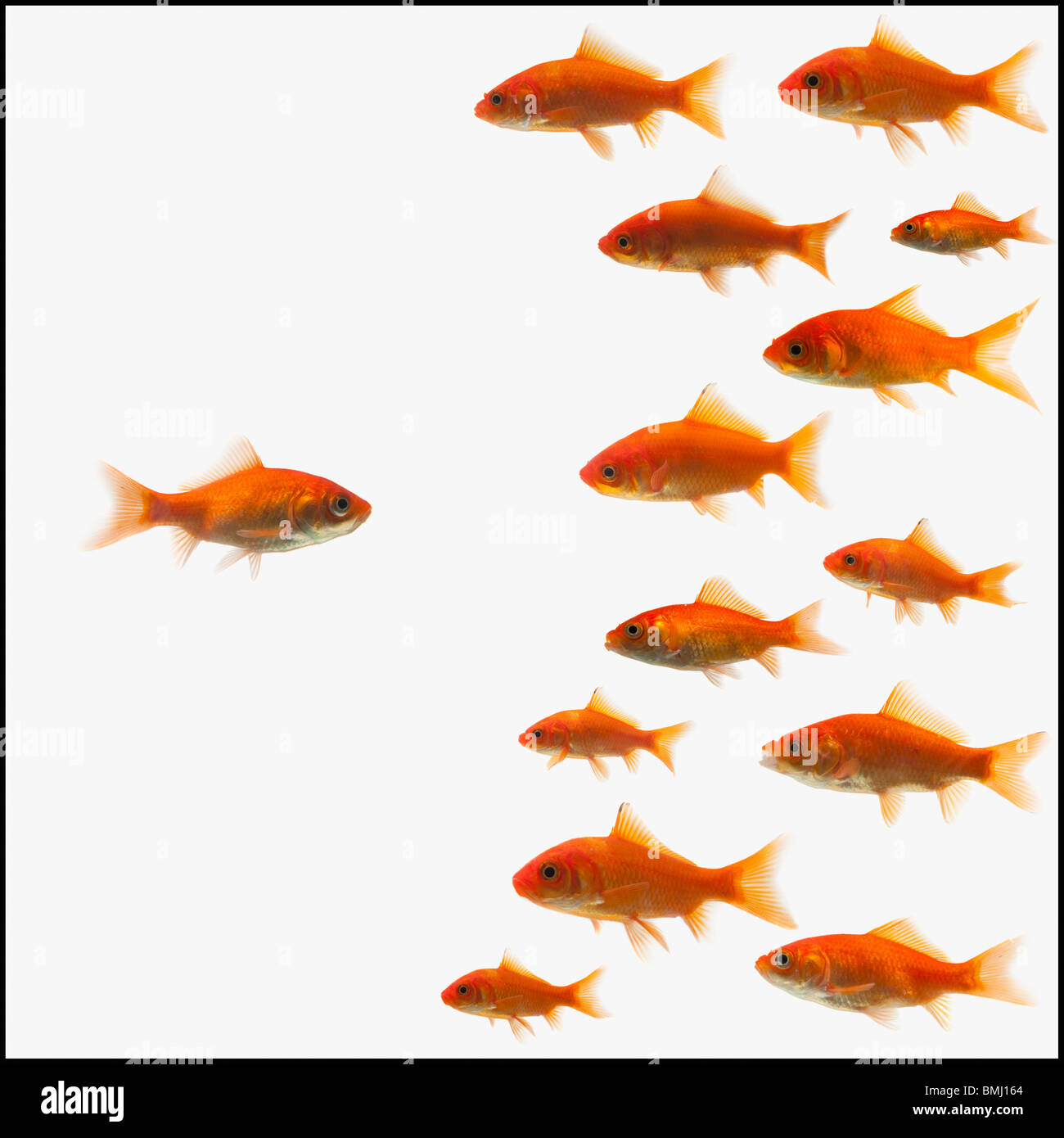 Goldfish swimming hi-res stock photography and images - Alamy