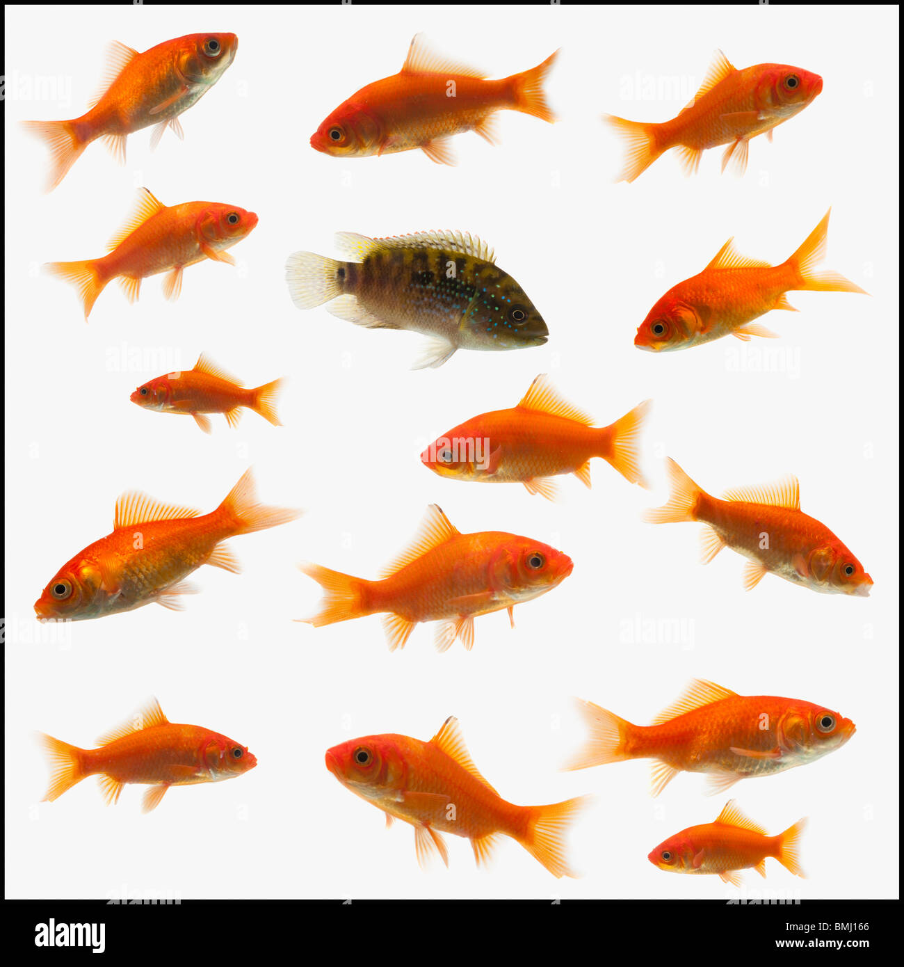 School of goldfish hi-res stock photography and images - Alamy