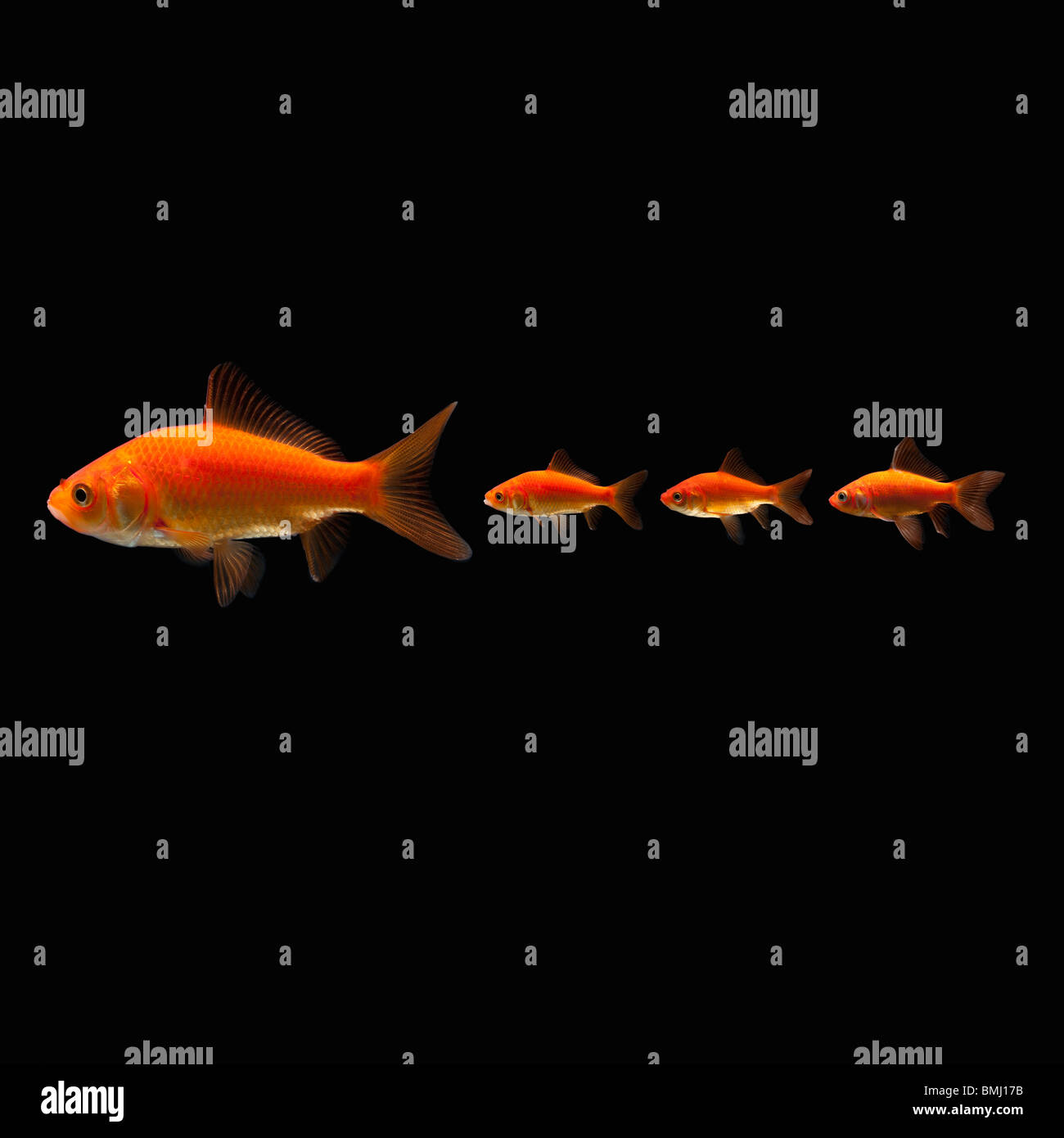 Fish leader hi-res stock photography and images - Alamy