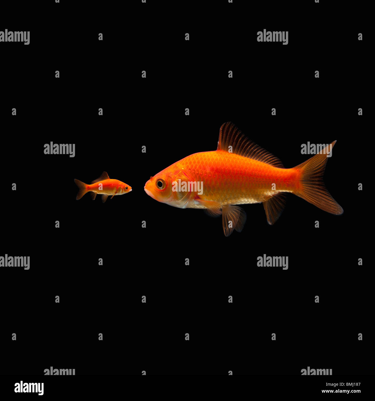 Big verses small hi-res stock photography and images - Alamy