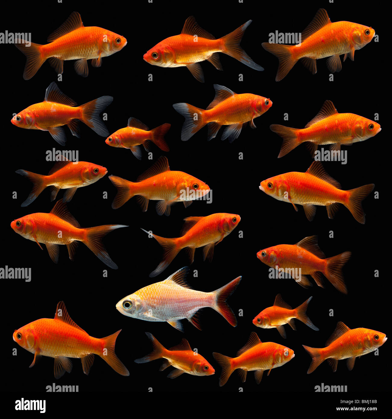Goldfish hi-res stock photography and images - Alamy