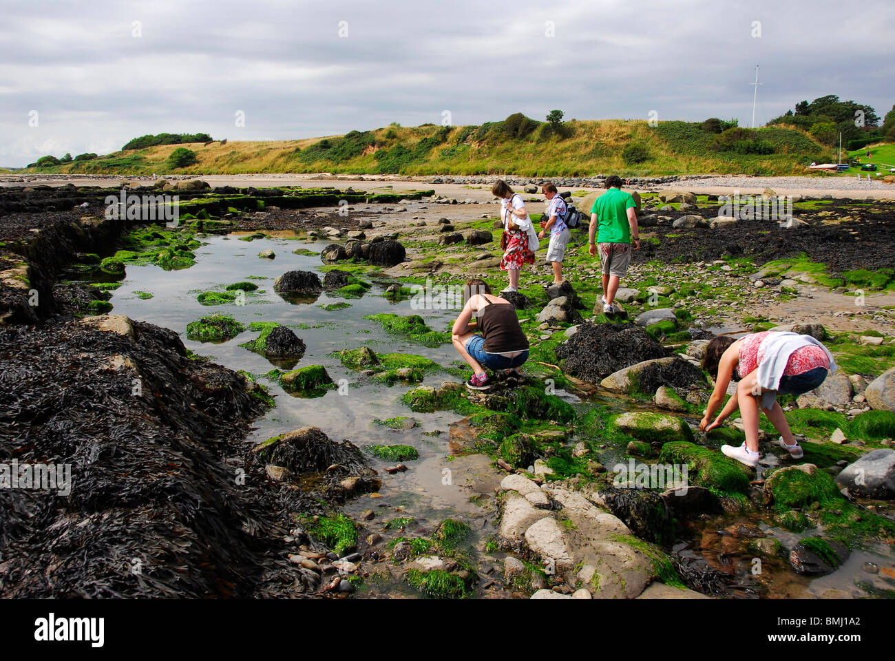 family exploring rock pools at Alnmouth northumberland for the last ...