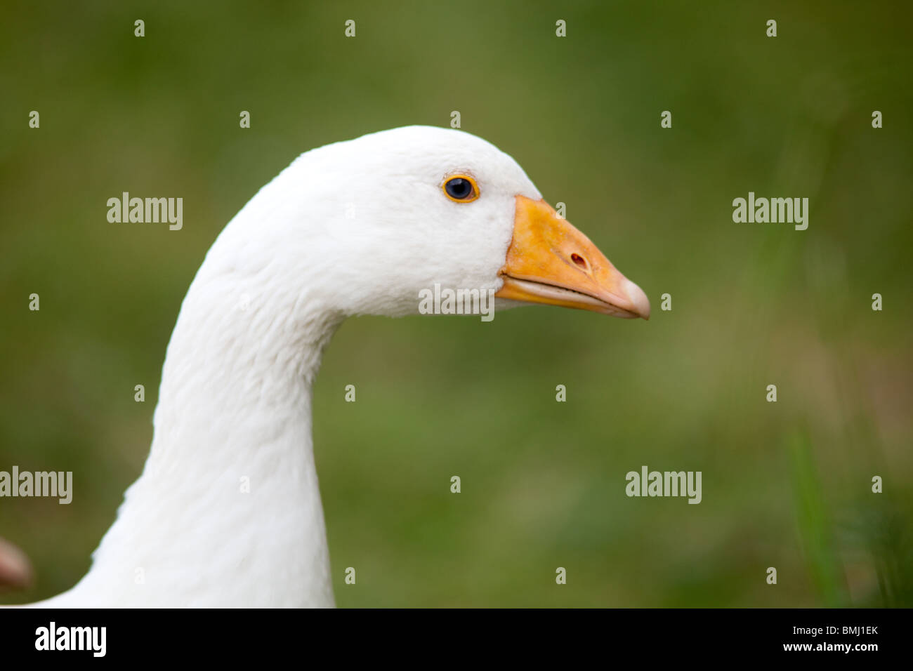 White domestic Embden goose, Hampshire, England Stock Photo - Alamy White domestic Embden goose, Hampshire, England Stock Photo - Alamy