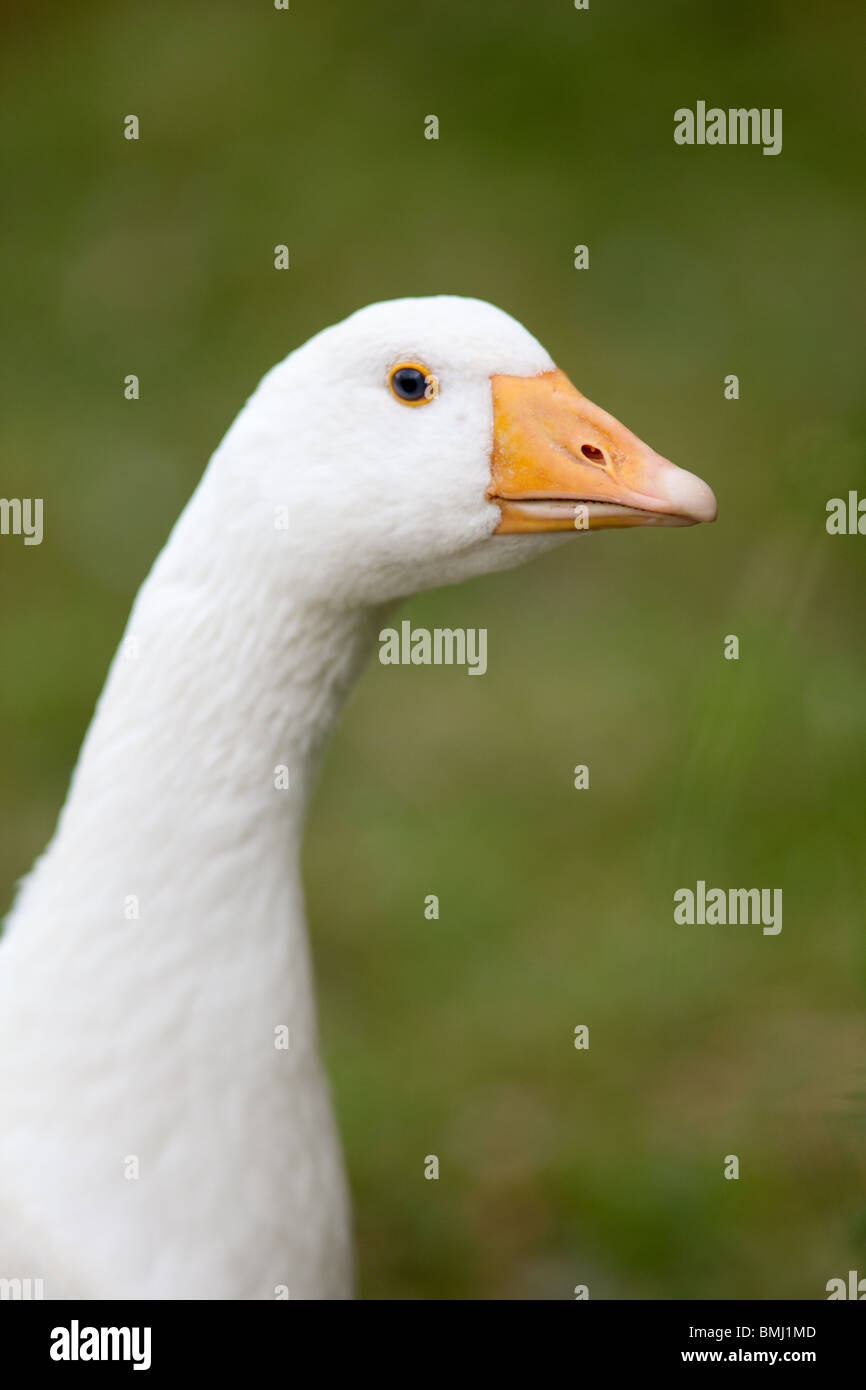 White Domestic Embden Goose High Resolution Stock Photography and ...