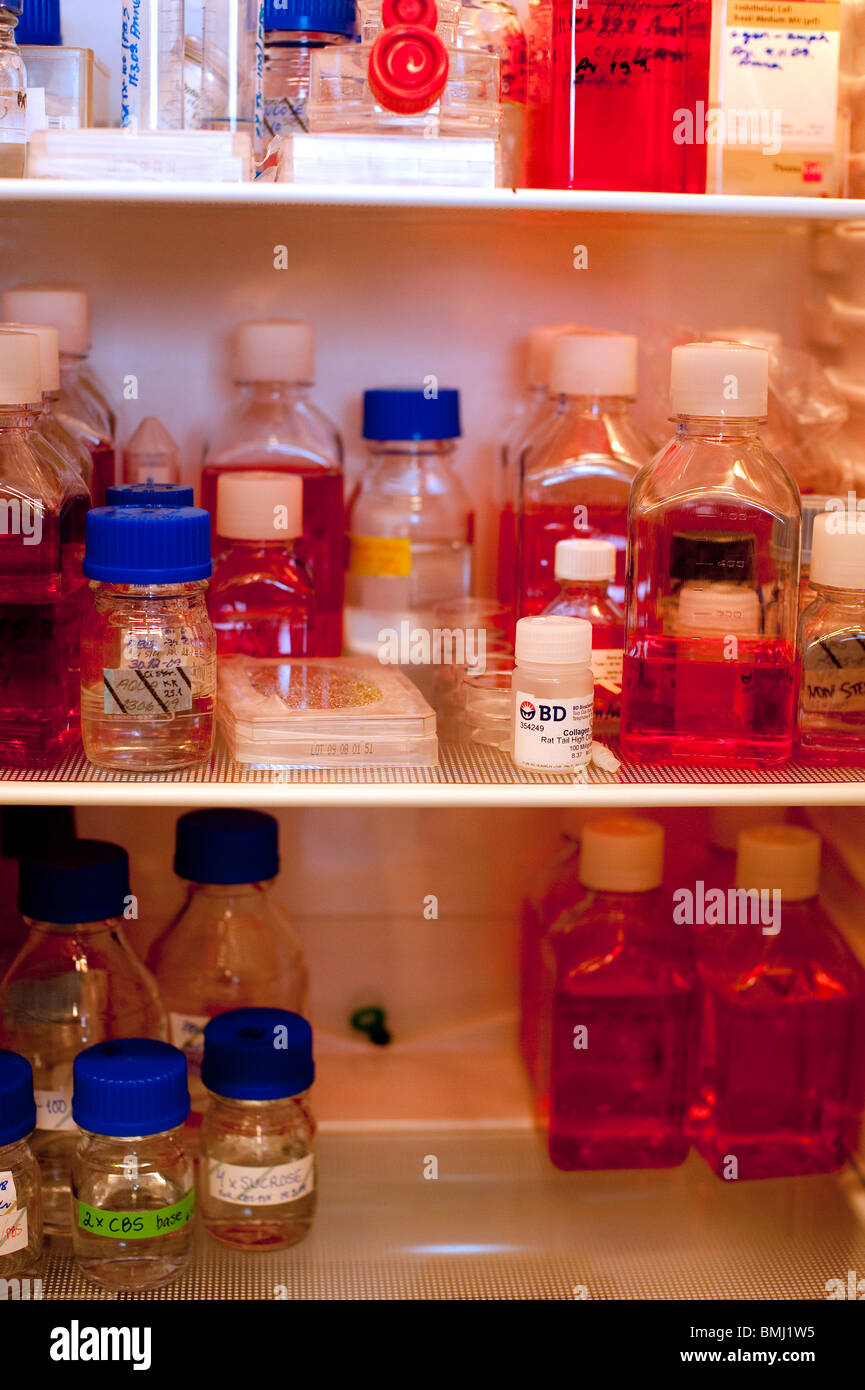 Bottles with red medium and cells stored in a fridge in a laboratory ...