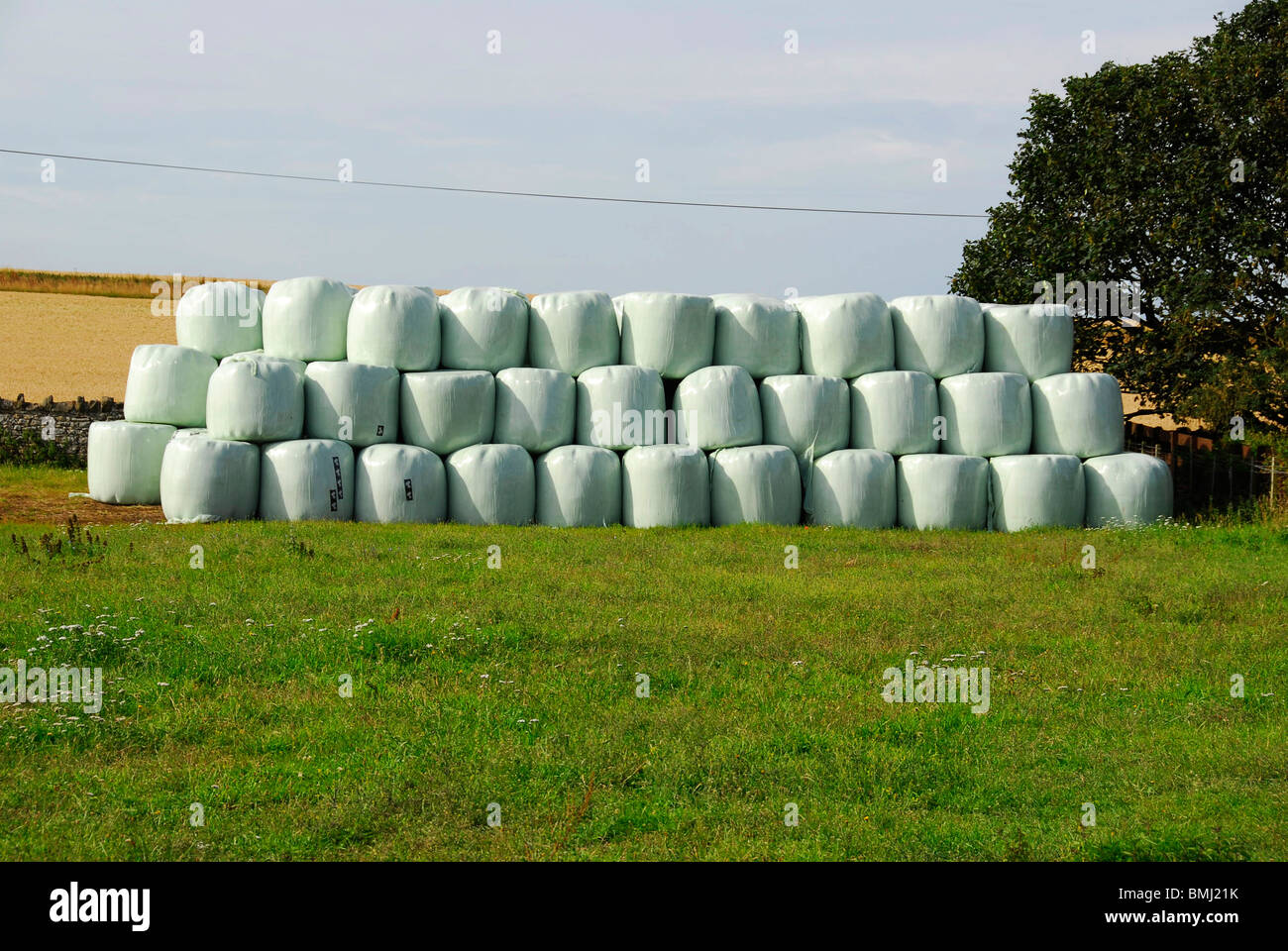 silage fodder bales on a farm Stock Photo - Alamy