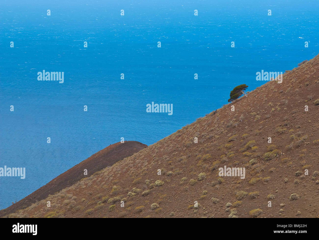 Small tree on the sloping side of a sleeping volcano on El Hierro ...