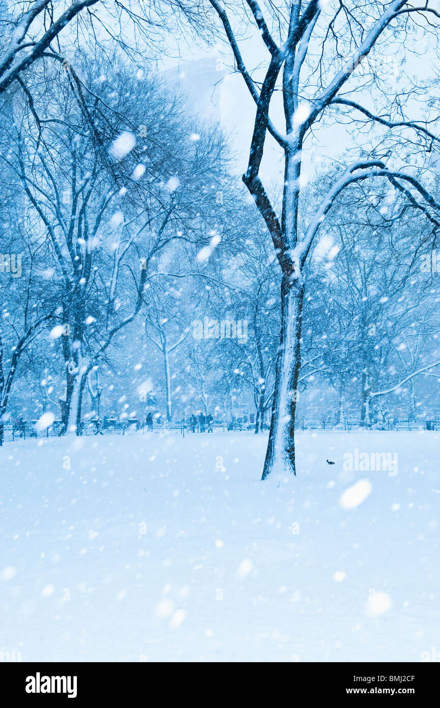 Snow falling on trees Stock Photo - Alamy