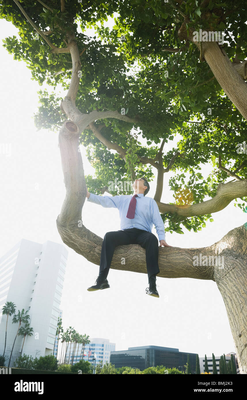 Businessman sitting in tree Stock Photo - Alamy