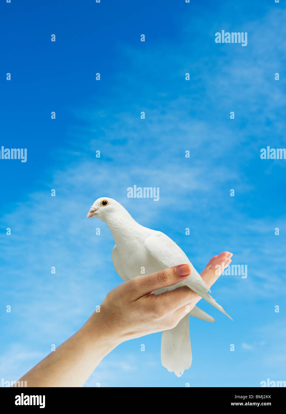 Hand holding dove hi-res stock photography and images - Alamy