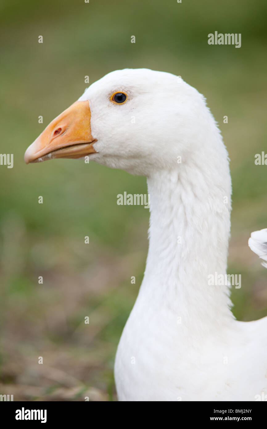 White domestic Embden goose, Hampshire, England Stock Photo - Alamy