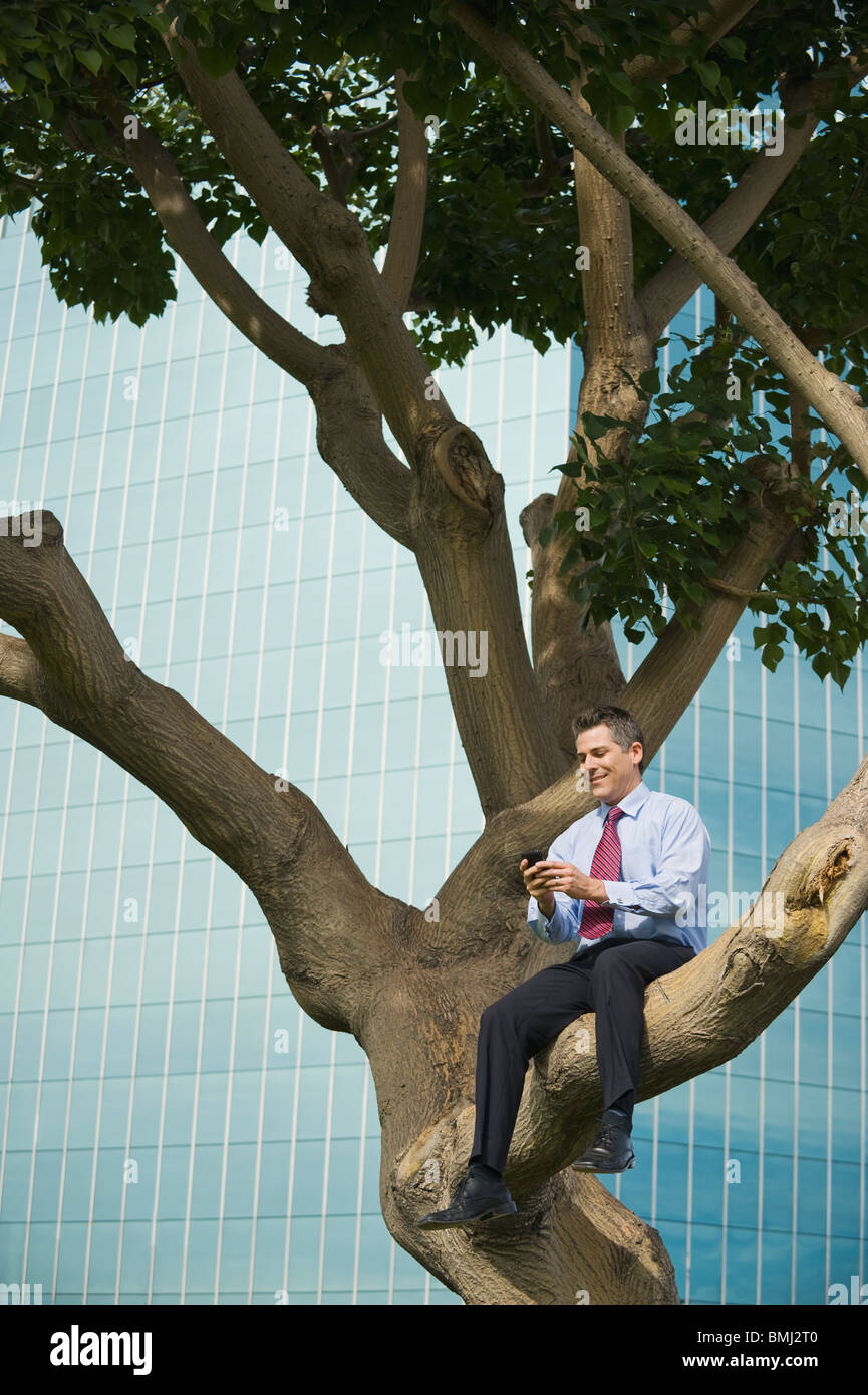 Businessman sitting in tree Stock Photo - Alamy