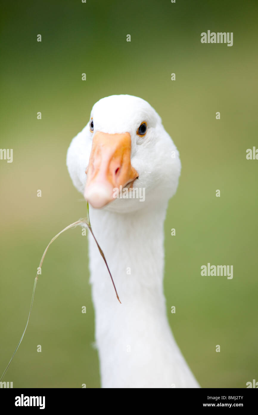 White domestic Embden goose, Hampshire, England Stock Photo - Alamy