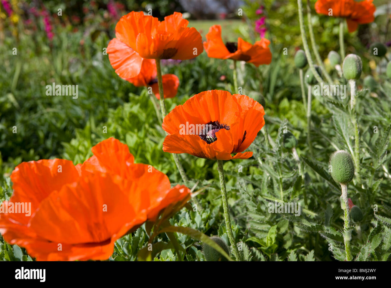 Red poppies Papaver rhoeas in an English garden Stock Photo - Alamy