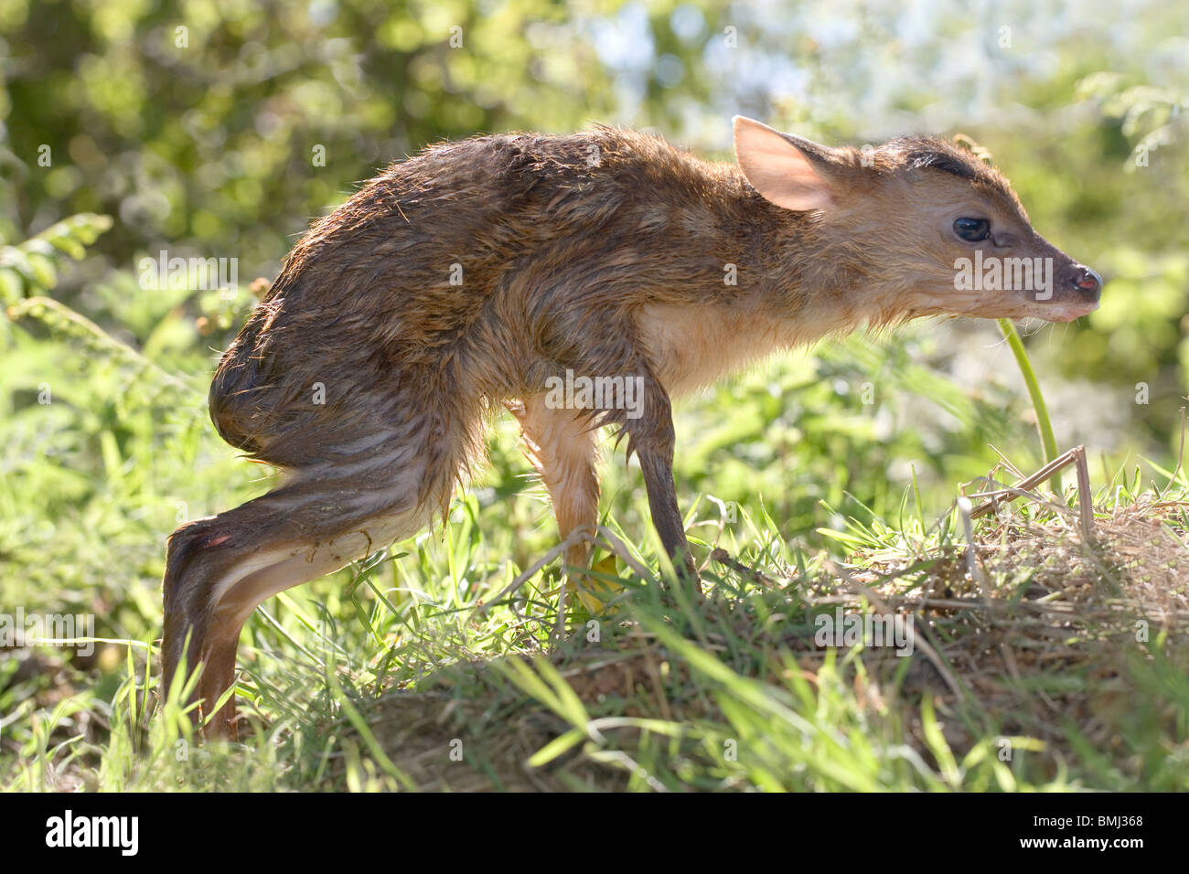 Muntjac Deer (Muntiacus reevesi). Newly born fawn, finding its feet and ...
