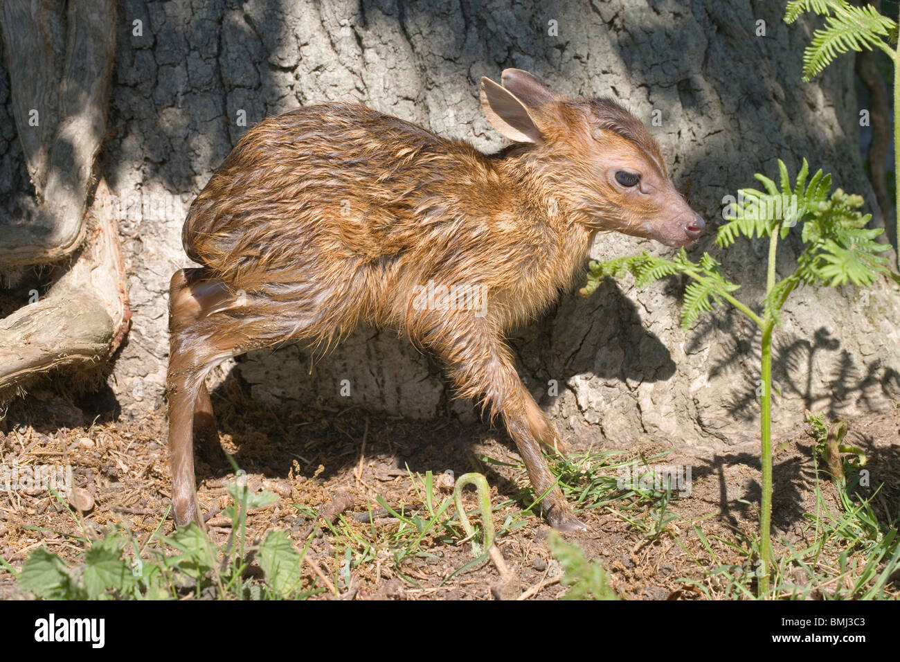 Muntjac Deer (Muntiacus reevei). Fawn, just born, on its feet for the ...