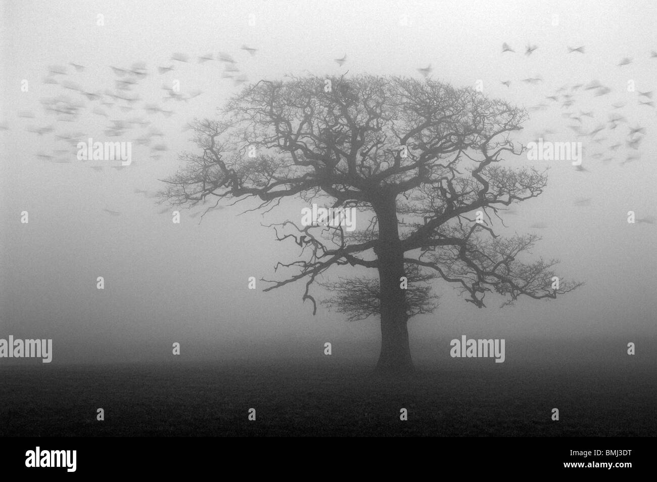 Flying black crows hi-res stock photography and images - Alamy