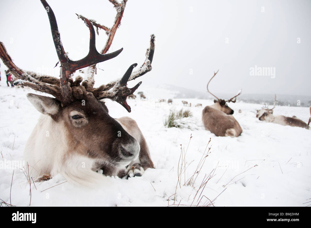 Reindeer snow hi-res stock photography and images - Alamy