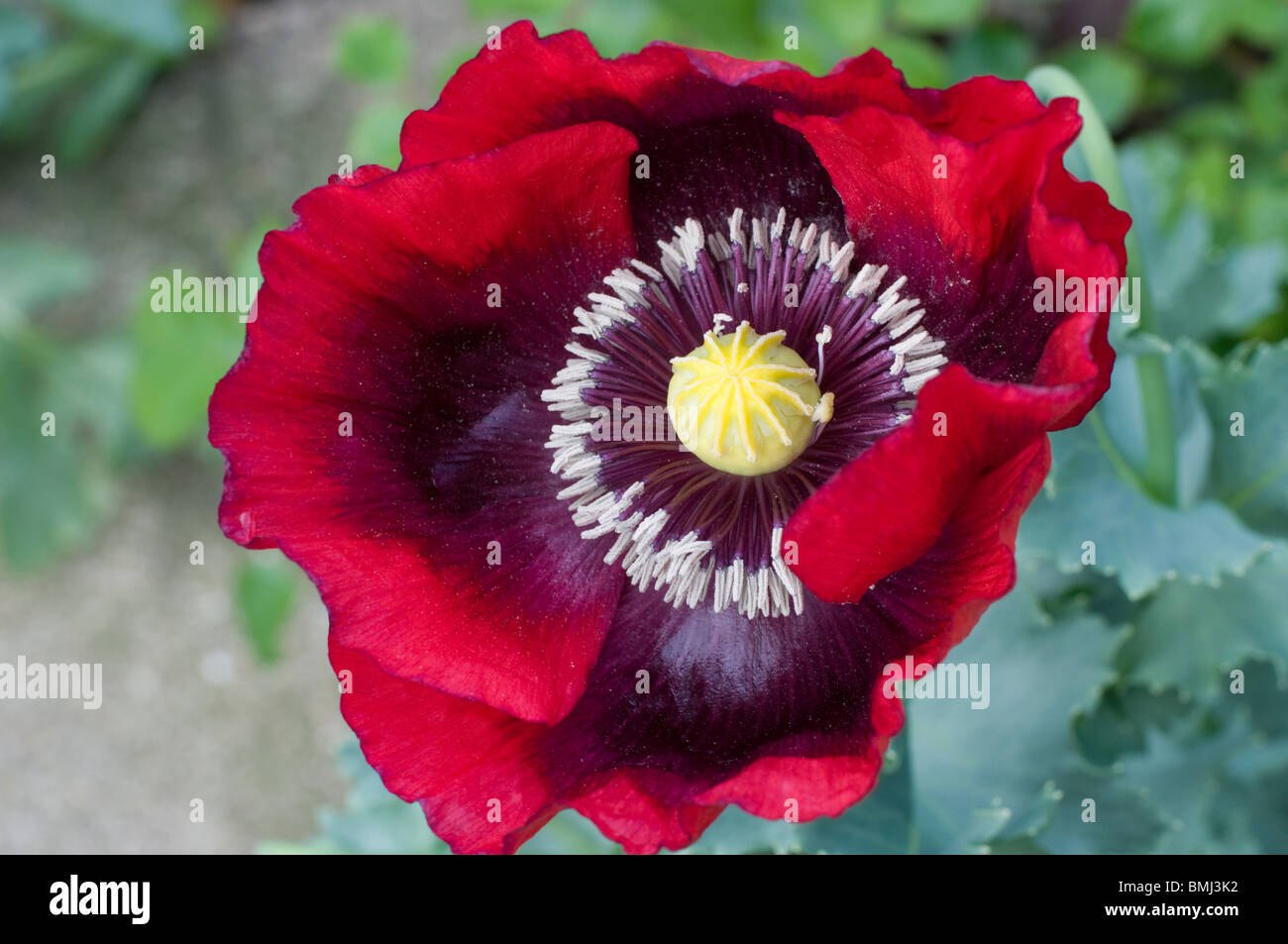 Red Poppy newly opened Stock Photo - Alamy