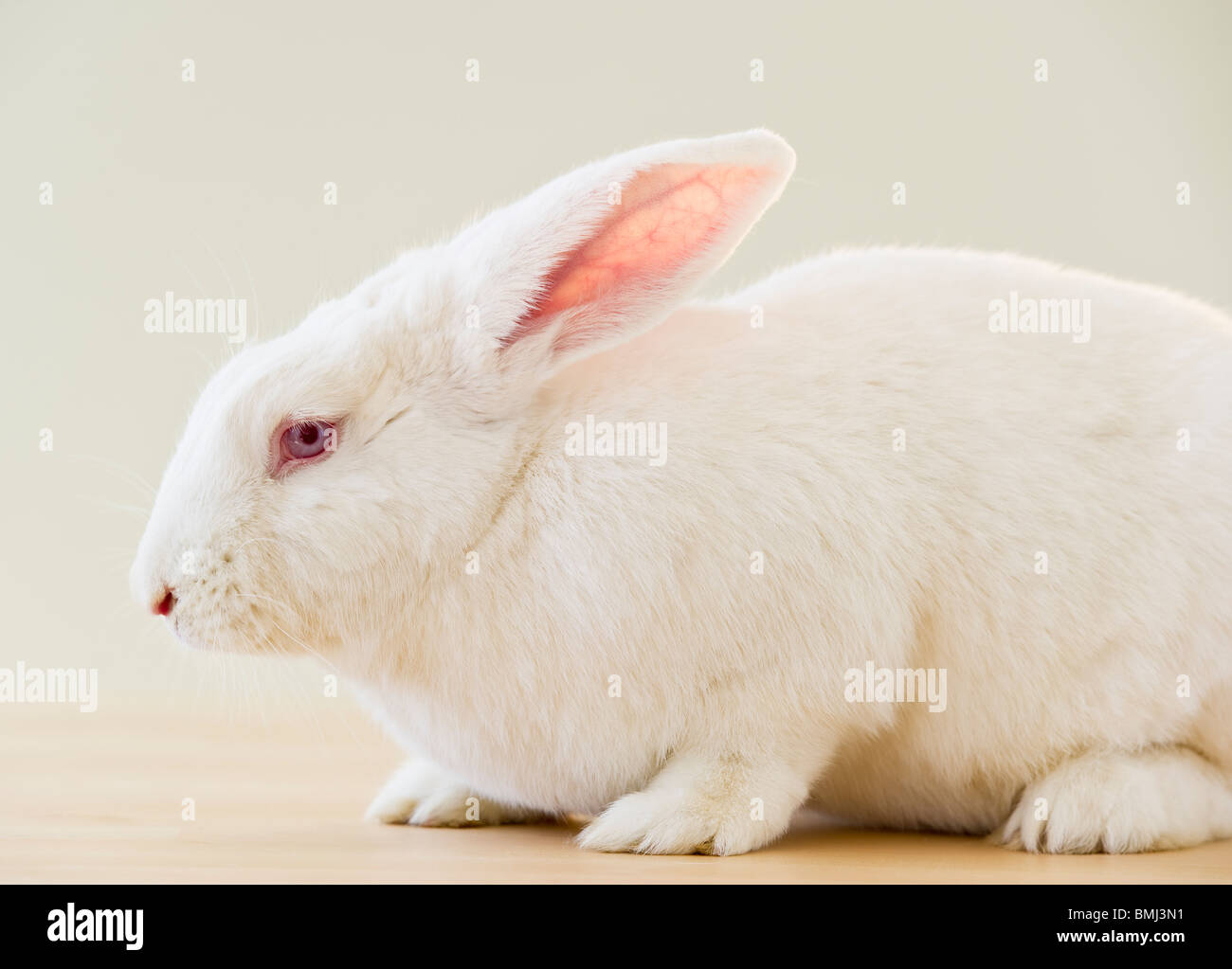 White fluffy rabbit hi-res stock photography and images - Alamy