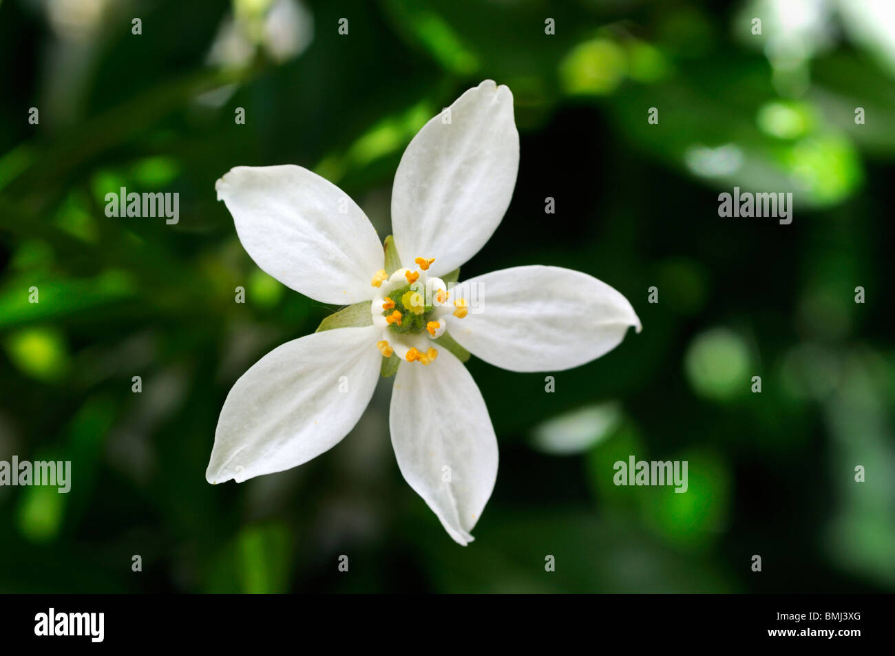 Choisya ternata, common nameMexican orange blossom Stock Photo - Alamy