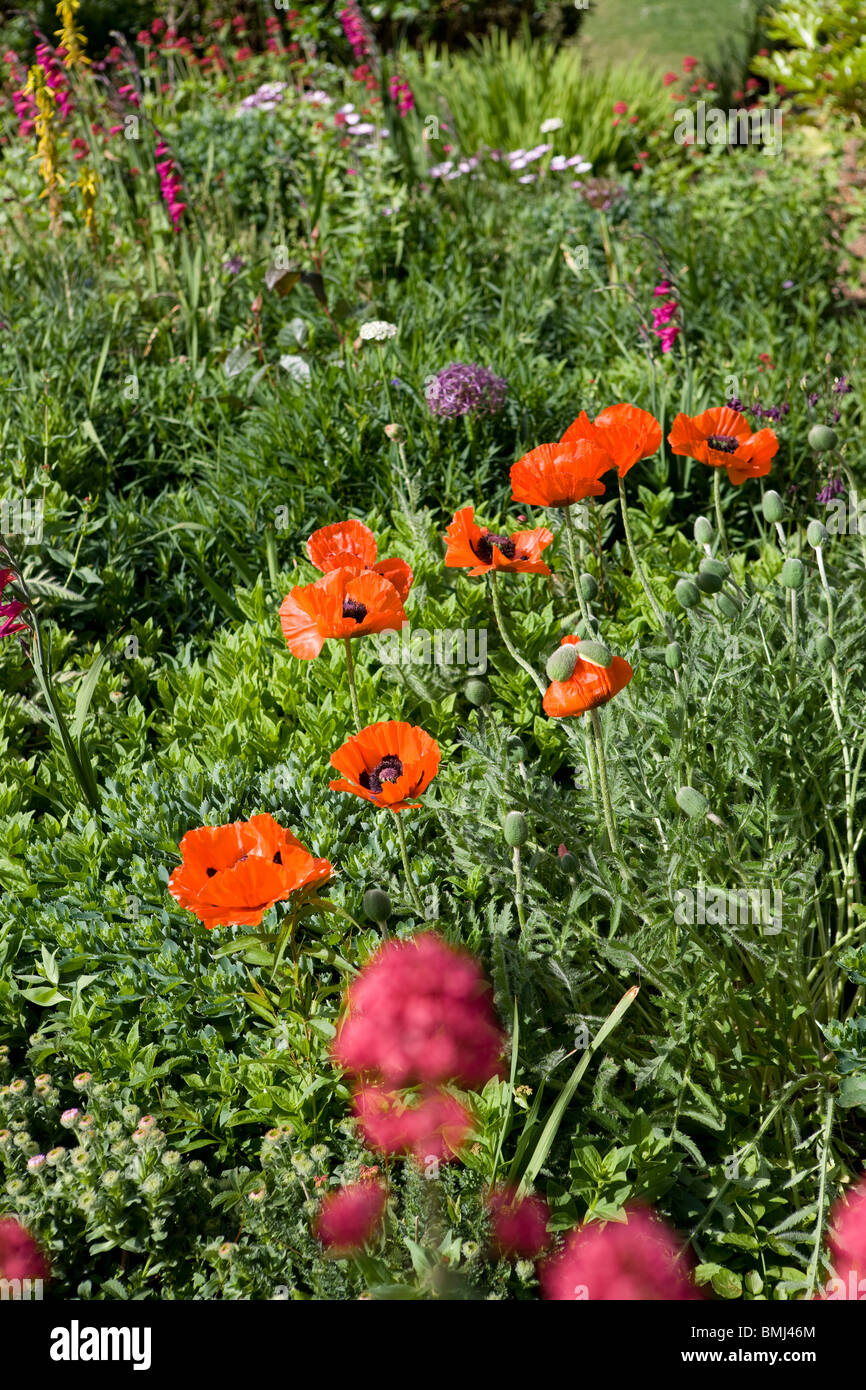 Shrubbery hi-res stock photography and images - Alamy