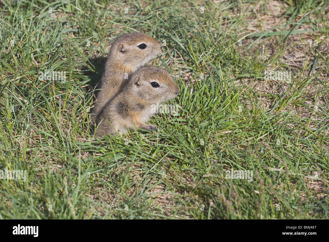 Calgary, Alberta, Canada; Two Gophers Coming Out Of Their Hole Stock ...