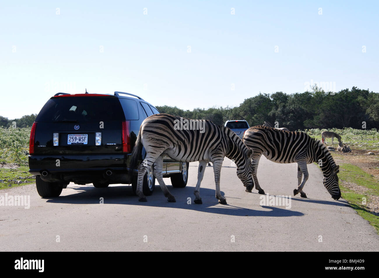 African Safari at Wildlife Ranch, Texas Hill Country, USA Stock Photo ...
