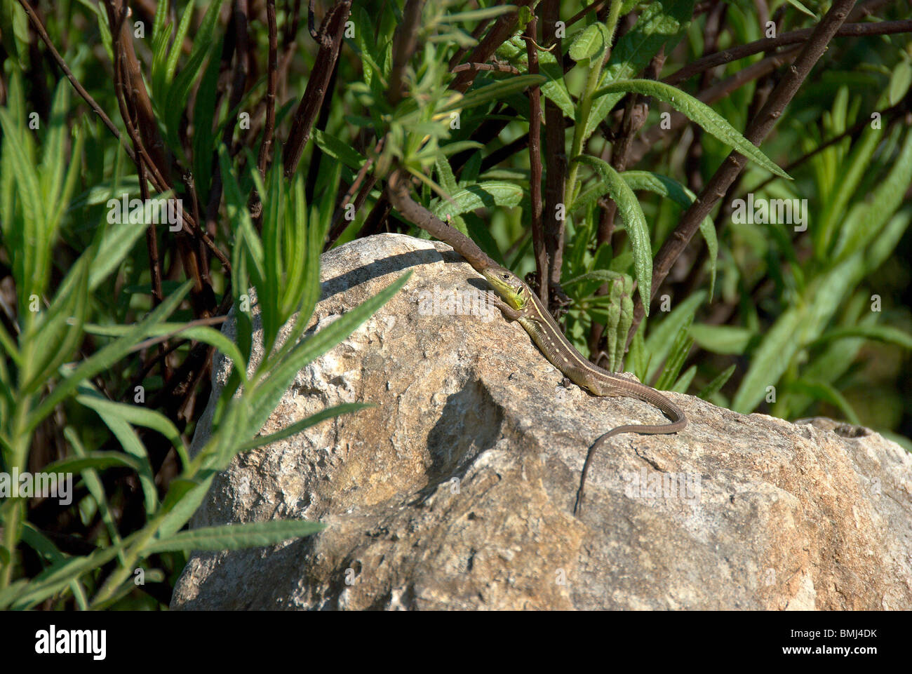 Brown lizard sunbathing on limestone rock Crete Greece Stock Photo - Alamy