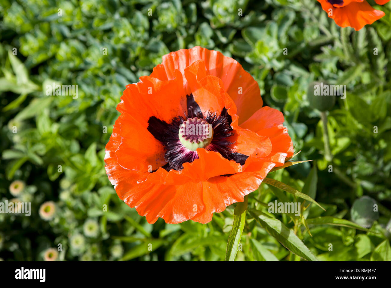 Poppyhead seeds hi-res stock photography and images - Alamy