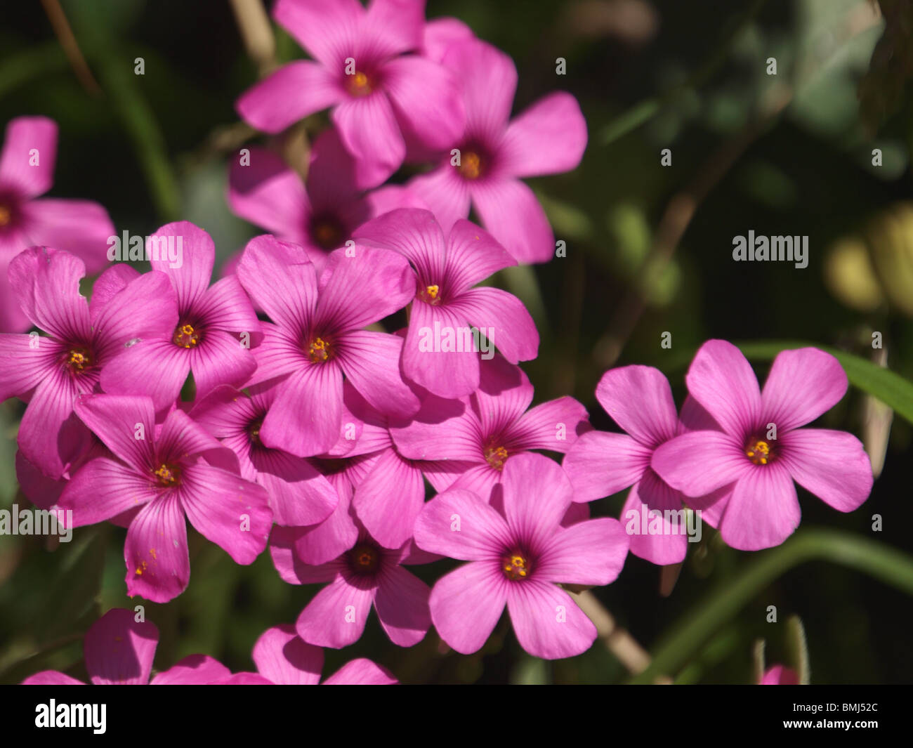 Many flowers blooms hi-res stock photography and images - Alamy