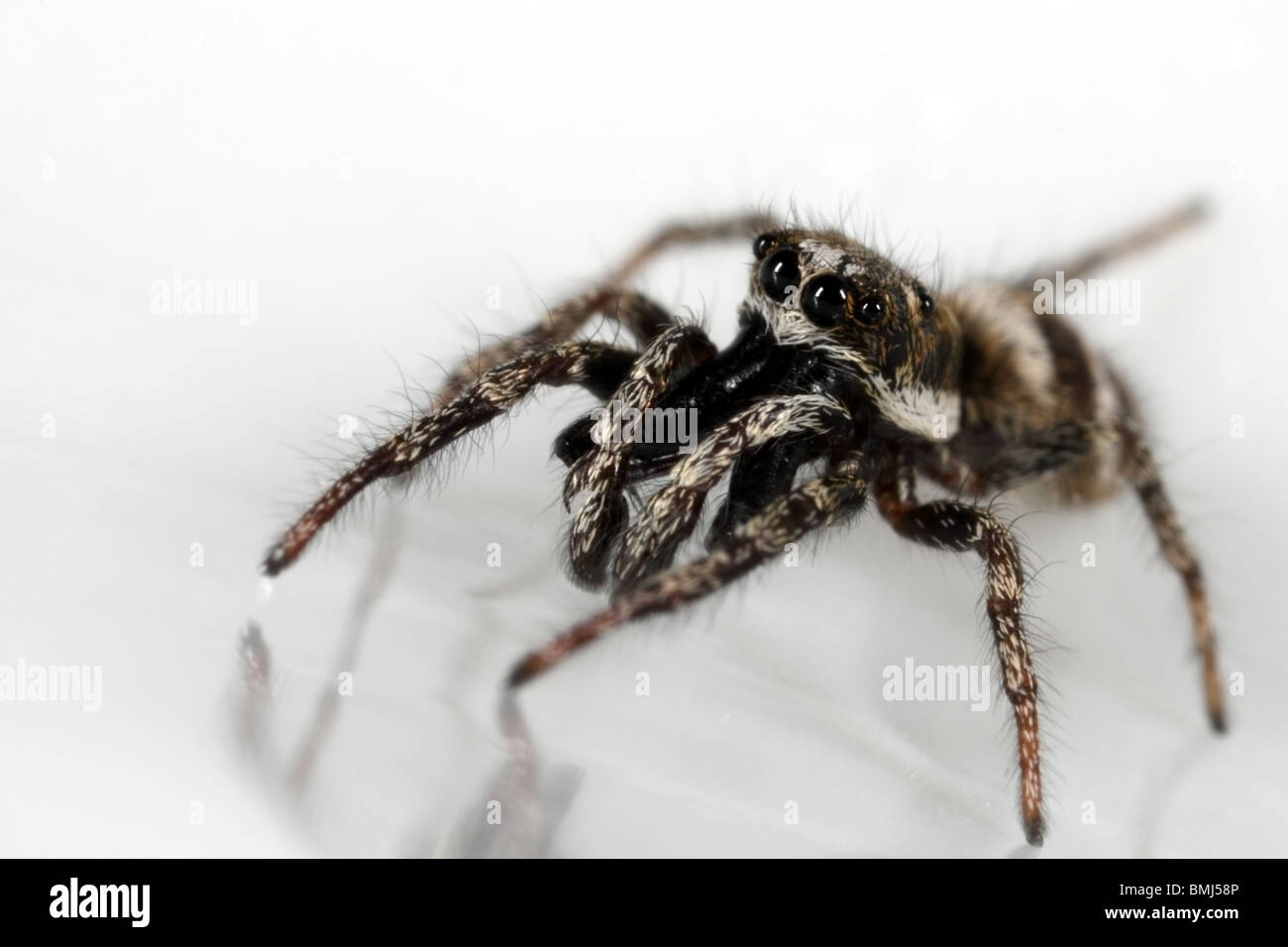 Jumping spider on bona china, with reflection Stock Photo - Alamy