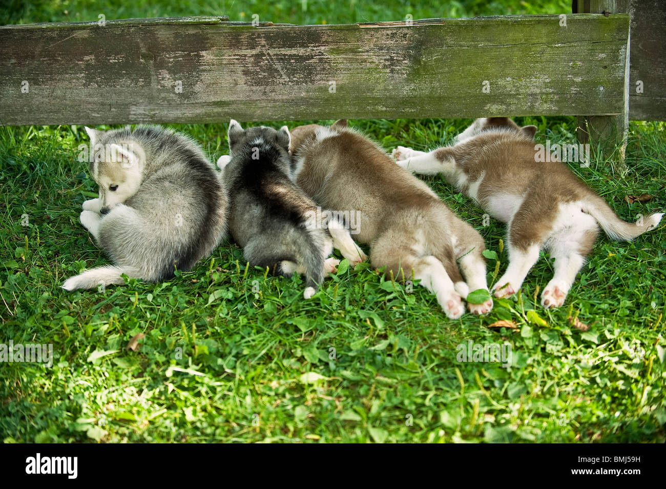 Four cute puppies hi-res stock photography and images - Alamy