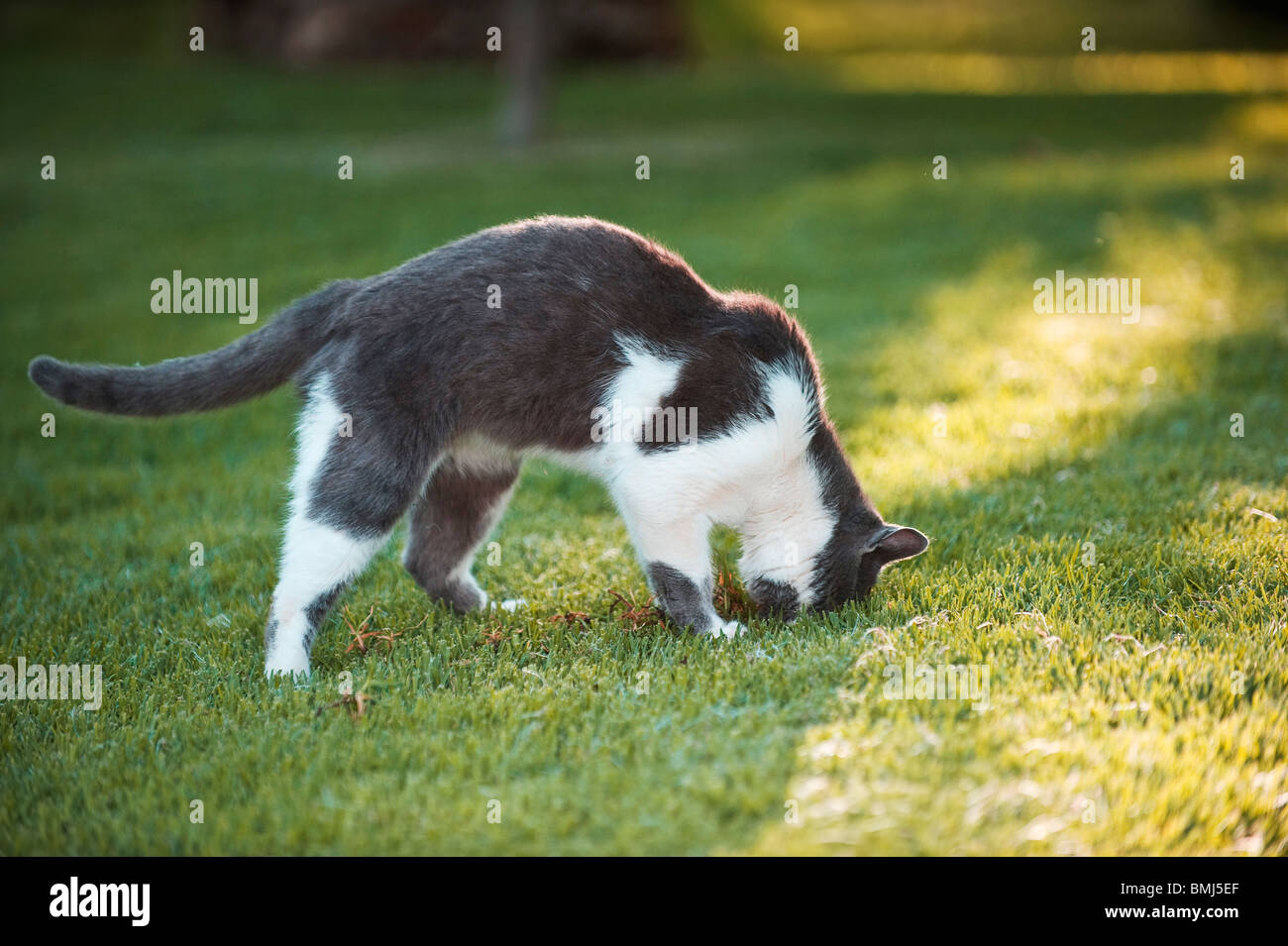 domestic cat catching prey Stock Photo - Alamy