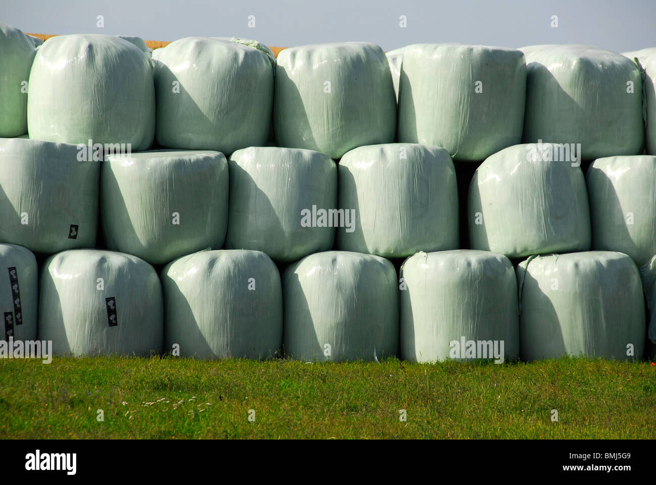 silage fodder bales on a farm Stock Photo - Alamy