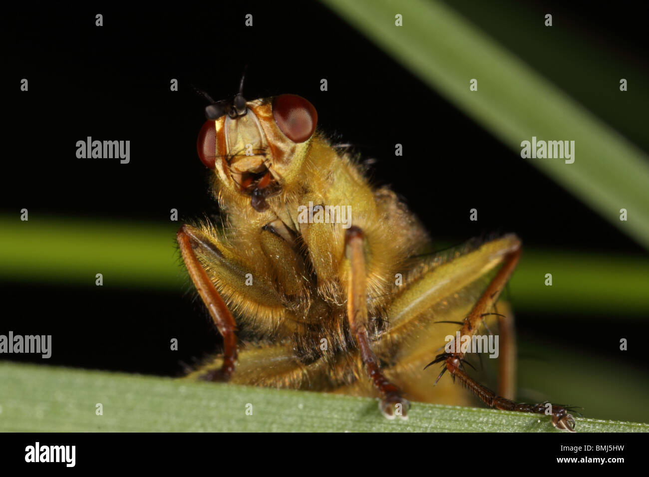 Yellow looking fly from front with dark red eyes Stock Photo - Alamy