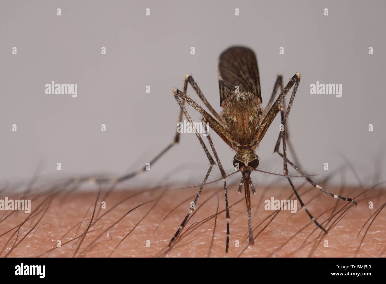 Mosquito on hand hi-res stock photography and images - Alamy