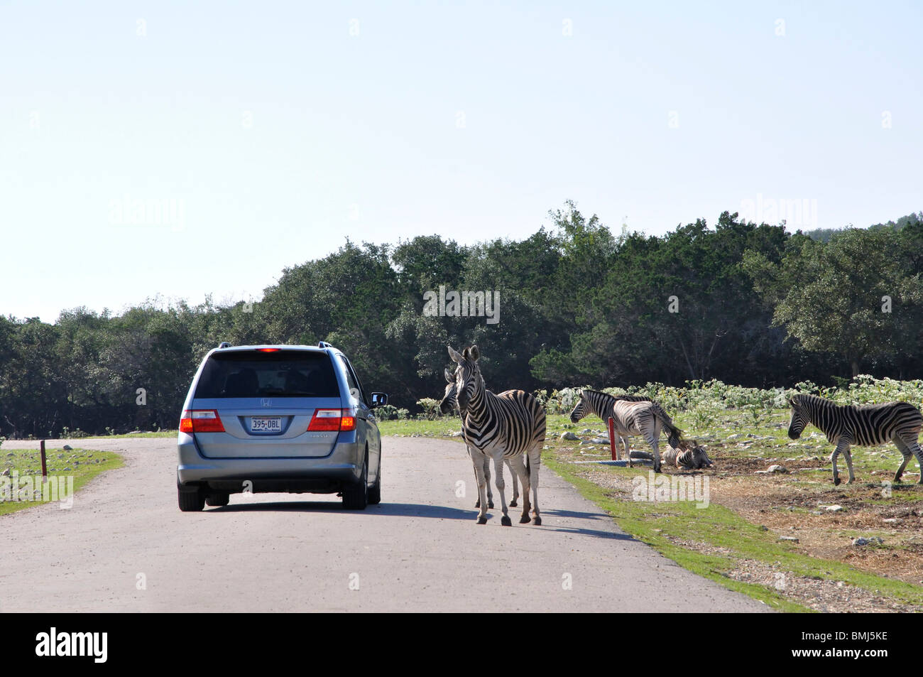 African Safari at Wildlife Ranch, Texas Hill Country, USA Stock Photo ...