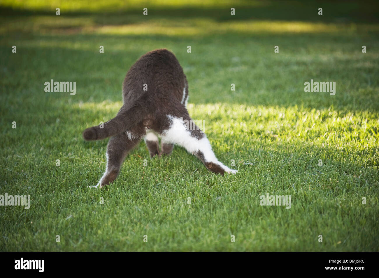 Cat of prey hi-res stock photography and images - Alamy