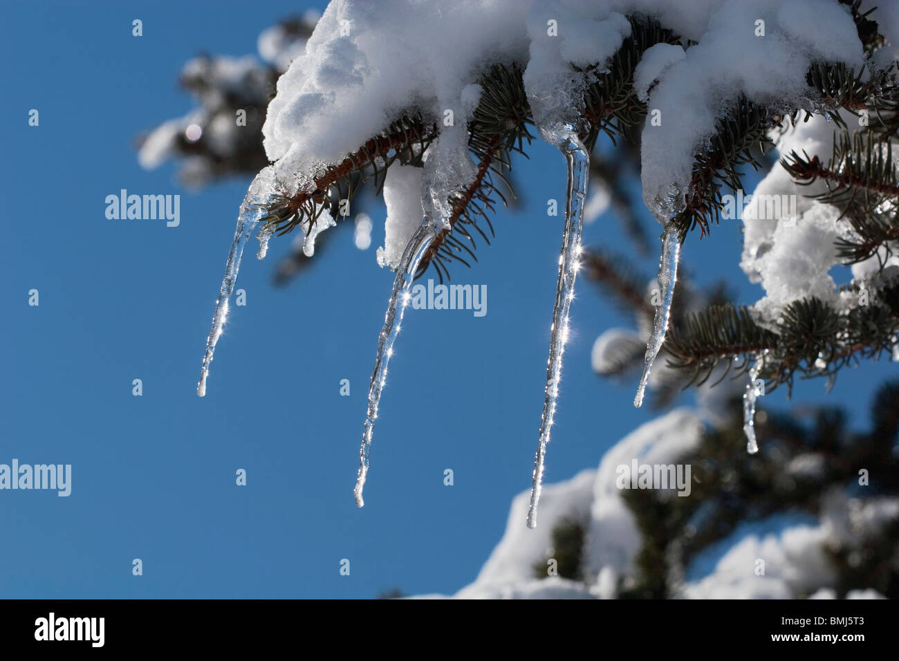 Icicle Tree High Resolution Stock Photography and Images - Alamy