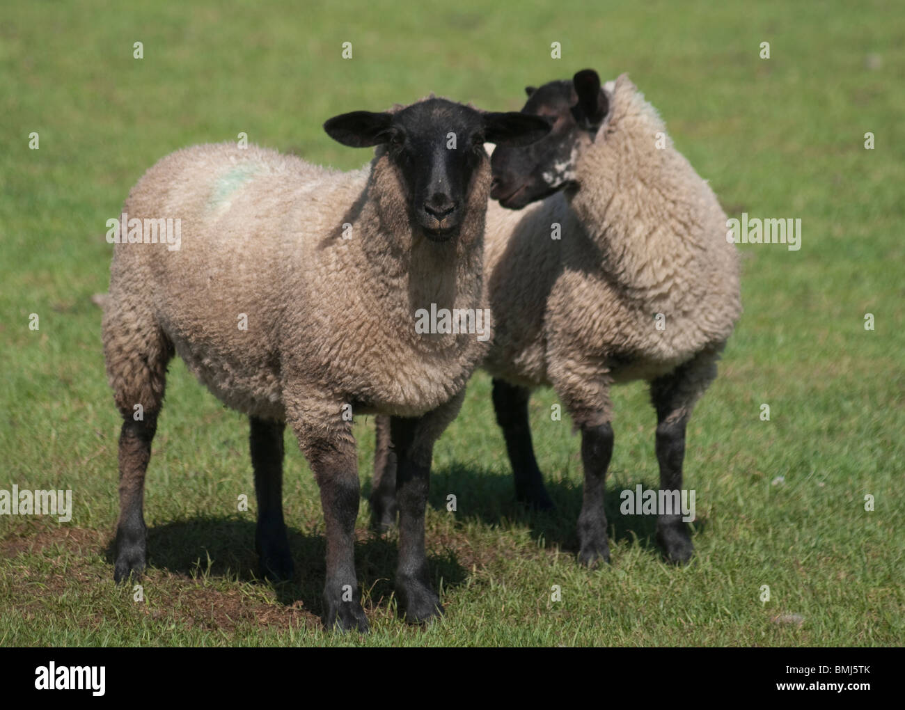 Talking sheep hi-res stock photography and images - Alamy