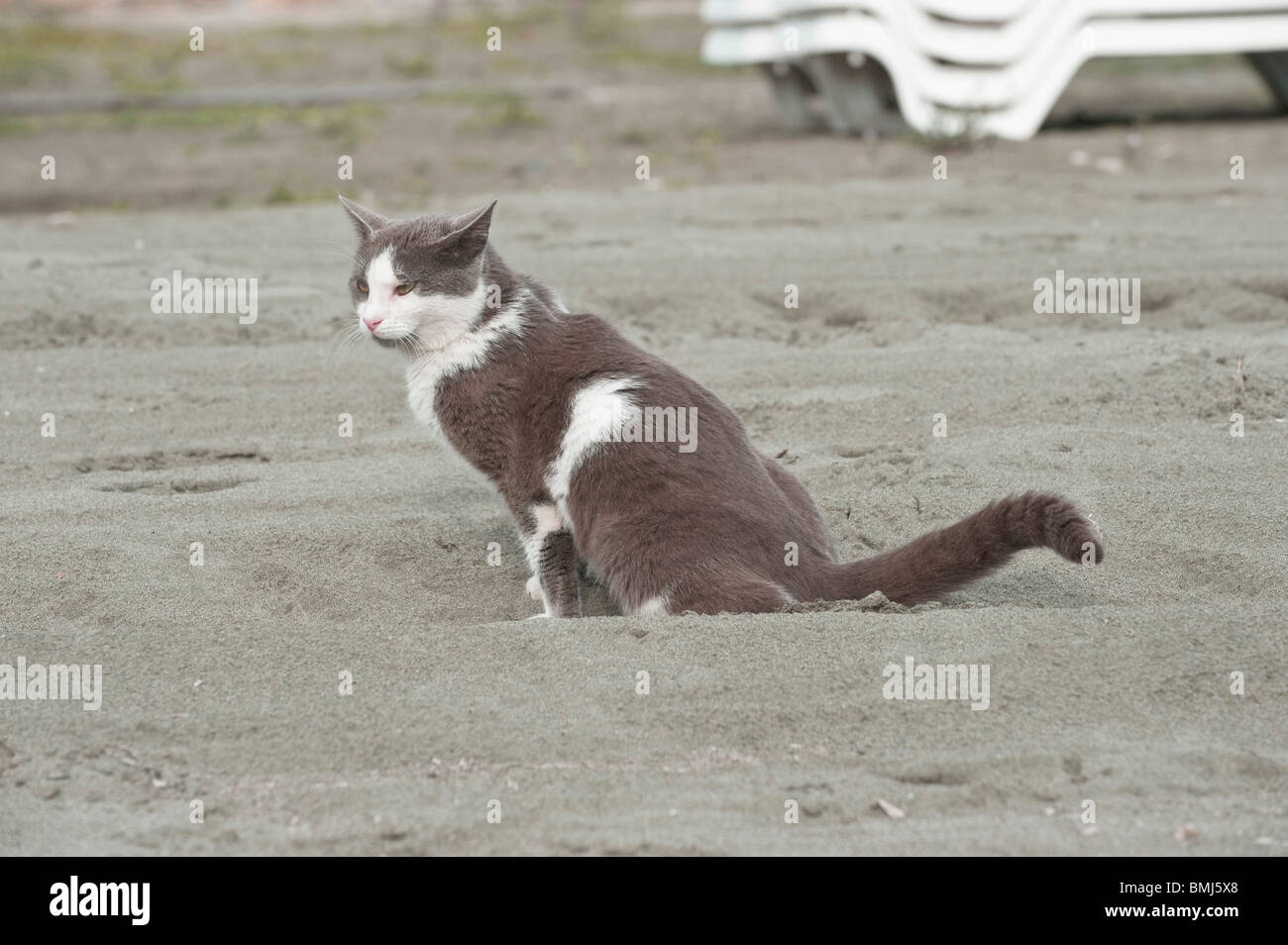 cat pooping in sand Stock Photo - Alamy