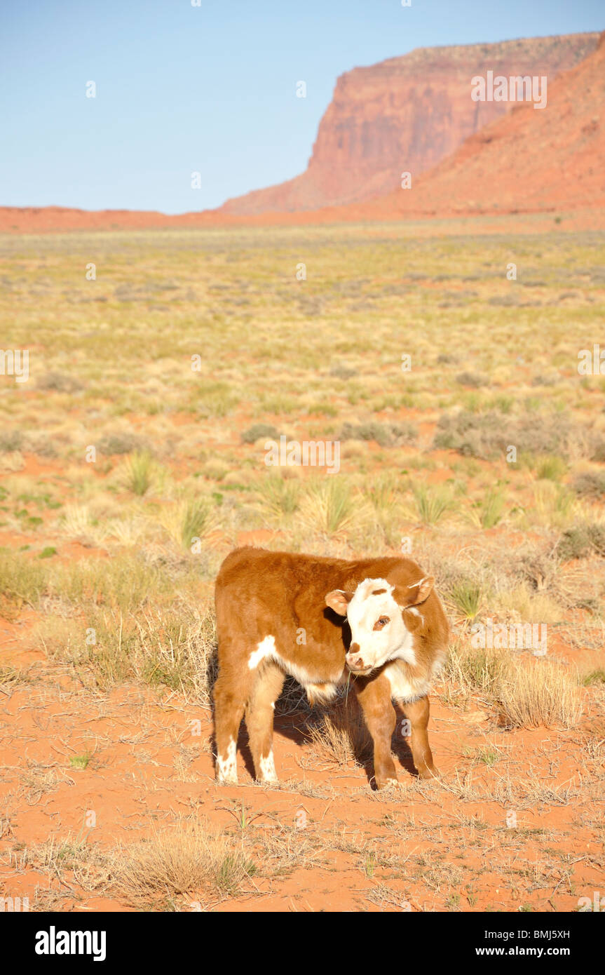 Navajo farming hi-res stock photography and images - Alamy