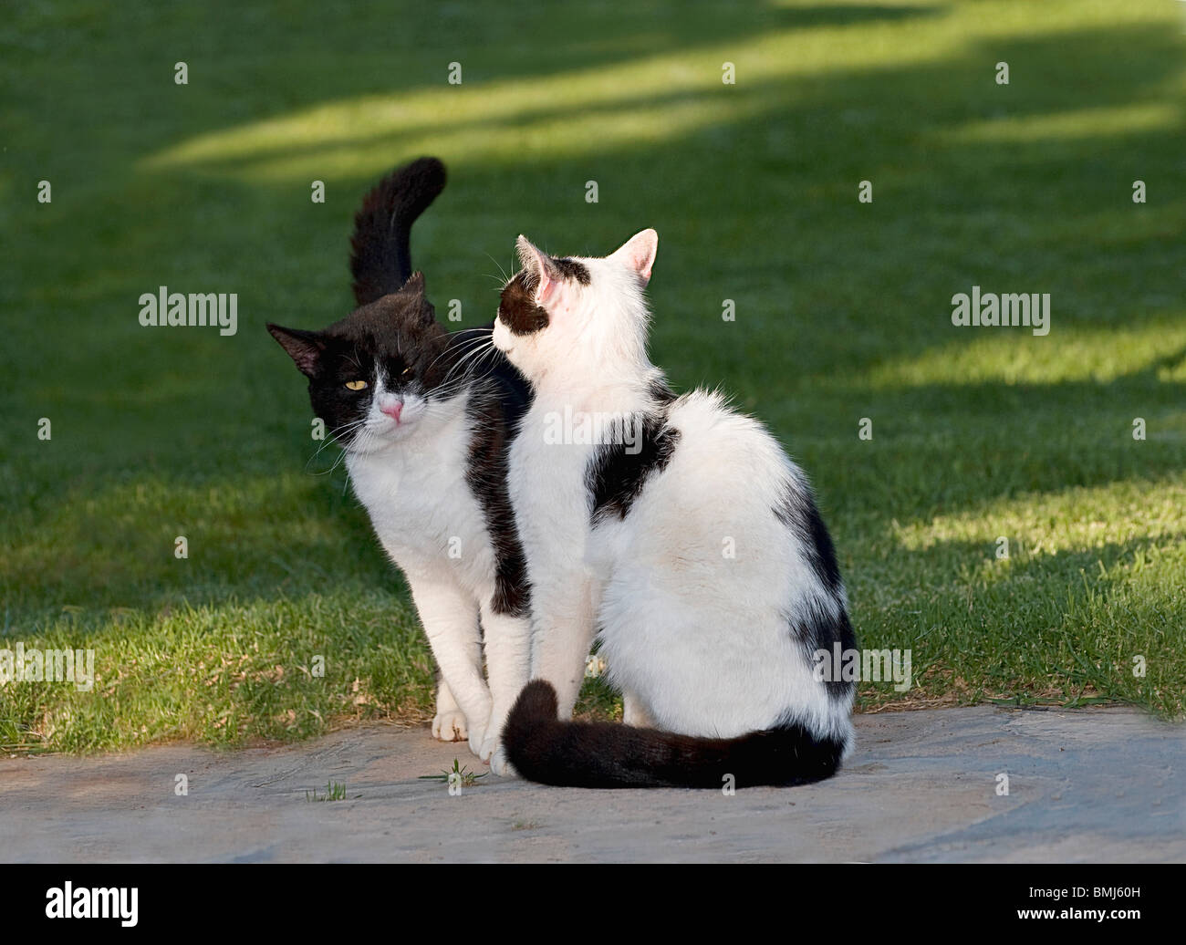 female cat hissing at male cat Stock Photo - Alamy