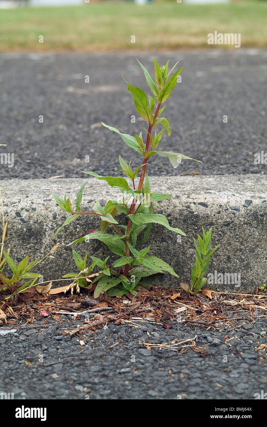 weeds growing in gutter Stock Photo - Alamy