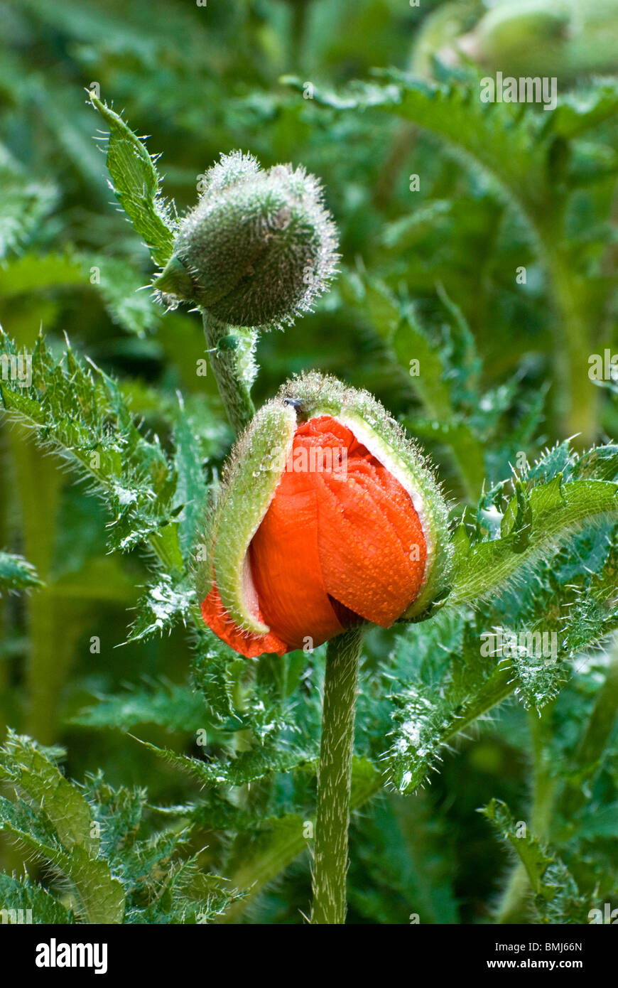 Poppy Leaves High Resolution Stock Photography and Images - Alamy