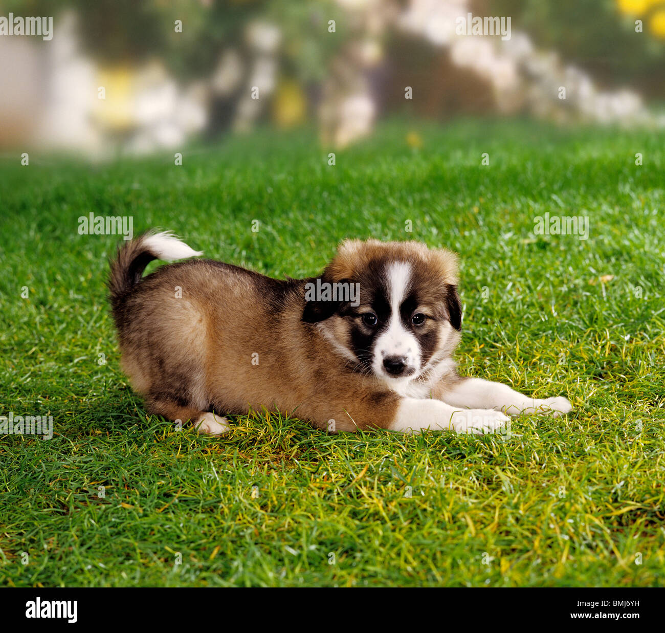 Puppy wanting play hi-res stock photography and images - Alamy