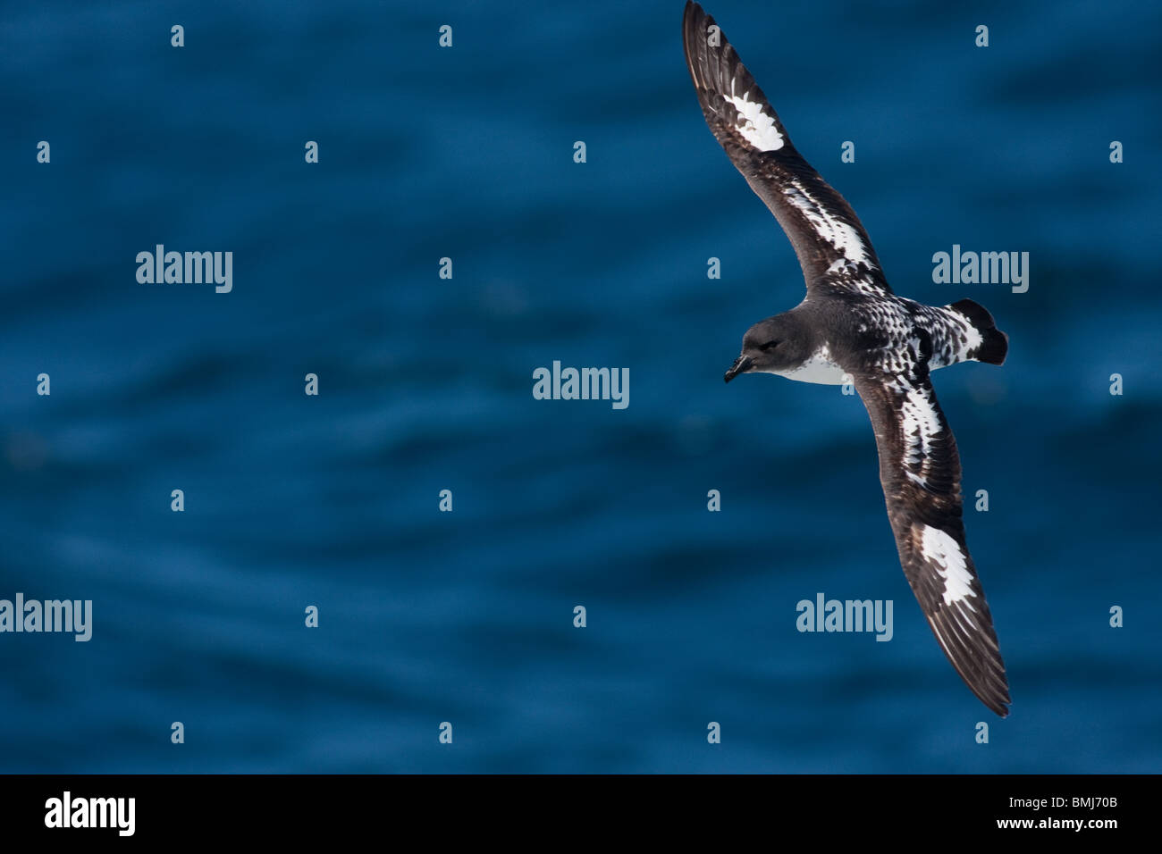 Cape petrel (daption capense) in flight above the ocean Stock Photo - Alamy