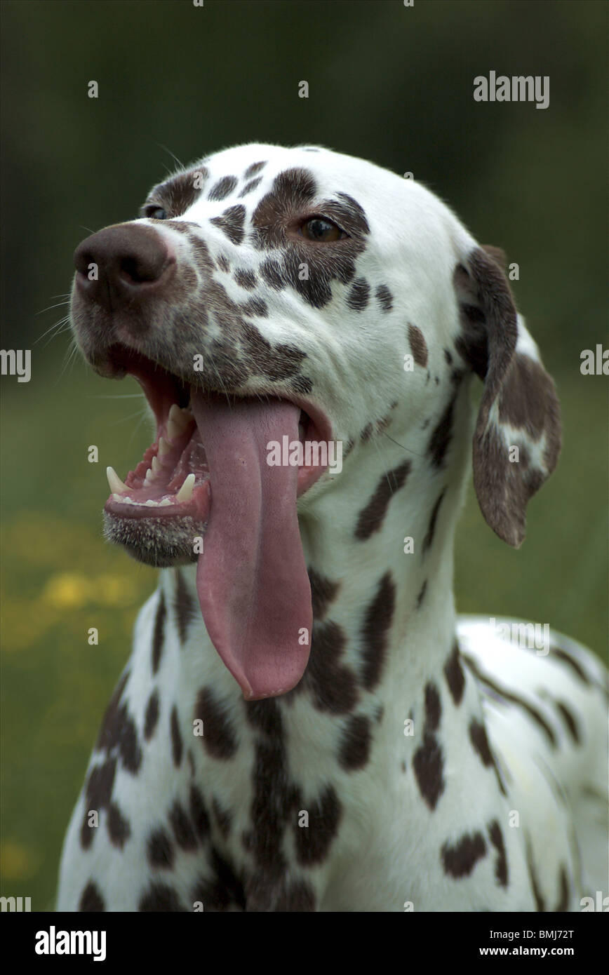 Animal animals dalmatians walk dog hi-res stock photography and images ...